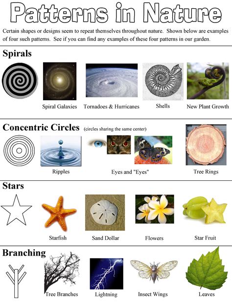 Patterns In Nature Poster