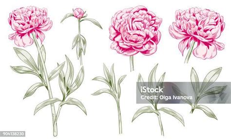 모란의 집합 흑백 색된 윤곽선 흰색 바탕에 빨간 꽃 새싹 녹색 줄기 나뭇잎 디자인에 대 한 식물 그림입니다 빈티지 스타일 에칭 벡터 조각에 디지털 무승부 금잔화 온대 식물에