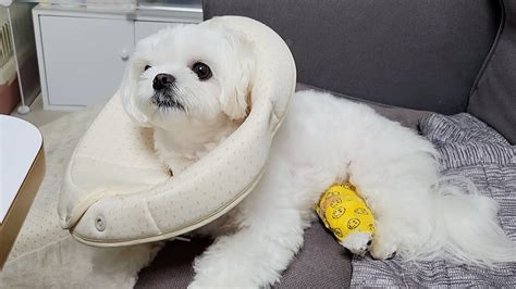 다리를 다친 강아지ㅠㅠ 우리는 가족이니까 꼭 낫게 해줄게 Youtube