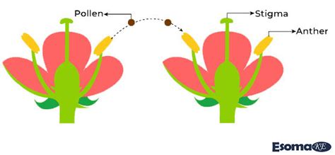 Distinguish Between Cross Pollination And Self Pollination