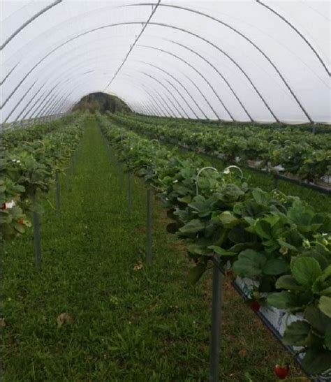 Phil Chapmans Cherries And Berries Wandin Food And Drink
