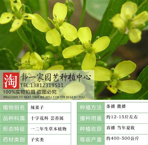 热夏白芥子补档图片 热夏白芥子 热夏白芥子 第5页 大山谷图库