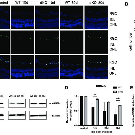 Quantification Of The Retinal Ganglion Cell Rgc Marker Brn3a In