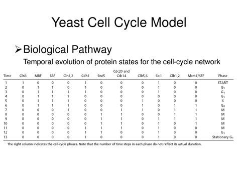 Ppt Network Dynamics Of Budding Yeast Cell Cycle Powerpoint Presentation Id5869323