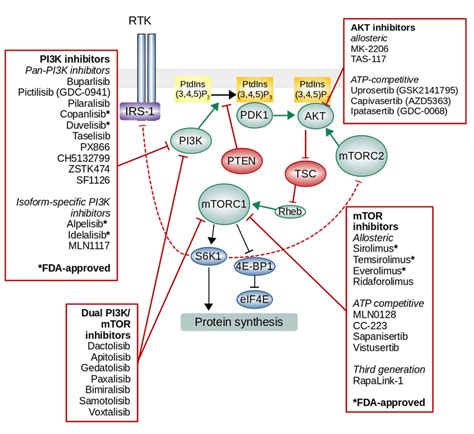 Phosphatidylinositol Pathway