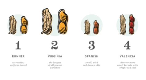 Everything You Ever Wanted To Know About Peanuts Nutrition Starring You