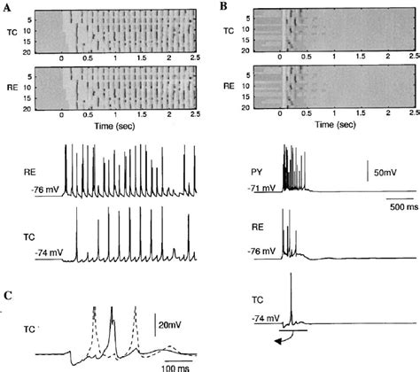 Effect Of Corticothalamic Feedback On Spindle Oscillations In Download Scientific Diagram