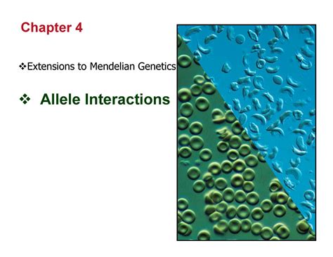 Allele Interactions Allelic Interaction Notes Chapter 4