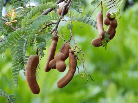 Tamarind Tamarindus Indica