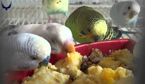 What Do Parakeets Eat A Detail Guide To Parakeets Diet 2024