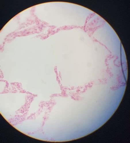 Lab 1 Practical Tissues Flashcards Quizlet