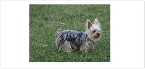 understanding class activation mapping cam in deep learning zilliz