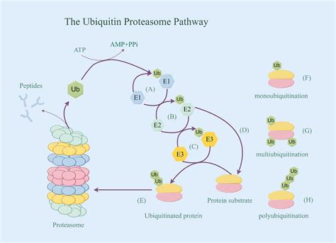 Frontiers Involvement Of Ubiquitination In Alzheimers Disease