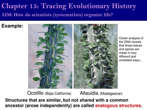 ppt chapter 15 tracing evolutionary history powerpoint presentation