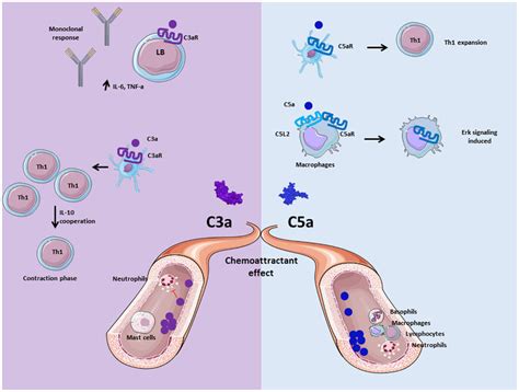 Role Of Anaphylatoxins C3a And C5a Anaphylatoxins C3a And C5a Download Scientific Diagram