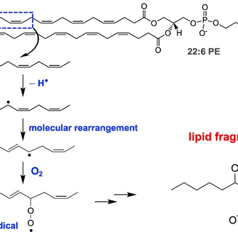 Photosensitization Can Initiate Lipid Peroxidation Reaction With