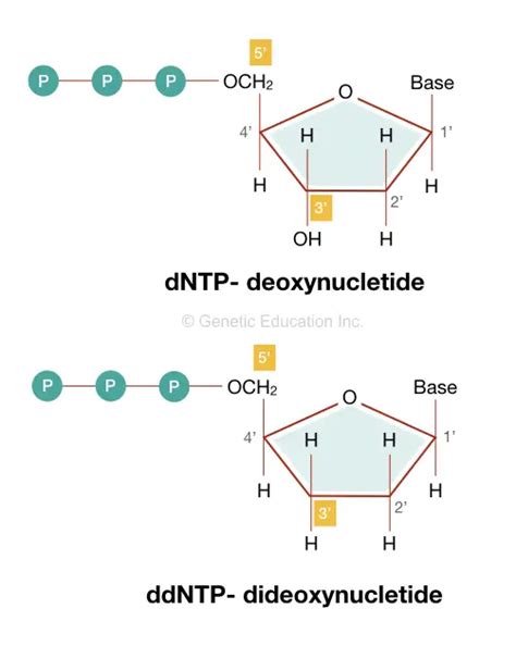 DdNTP In Sanger Sequencing What Is It And Why We Use It Genetic Education