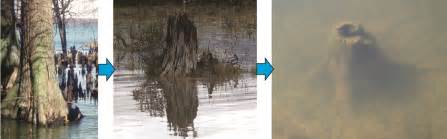 Upright Standing Fossil Tree Stumps Fossils Kentucky Geological Survey University Of Kentucky