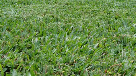 7 Grasses You Should Plant For A Lush Green Lawn And 4 That Should Be