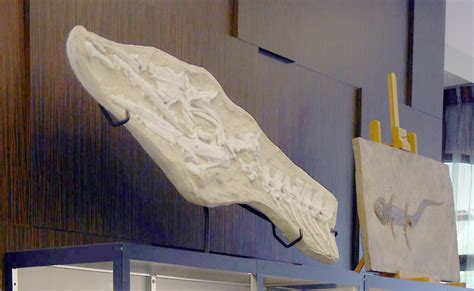 How Do You Hang Or Mount Huge Fossils On Your Walls Cabinets General Fossil Discussion The