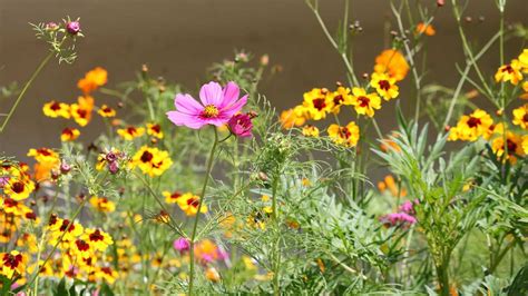 How To Design A Mini Meadow In Pots Expert Gardening Advice Homes And Gardens