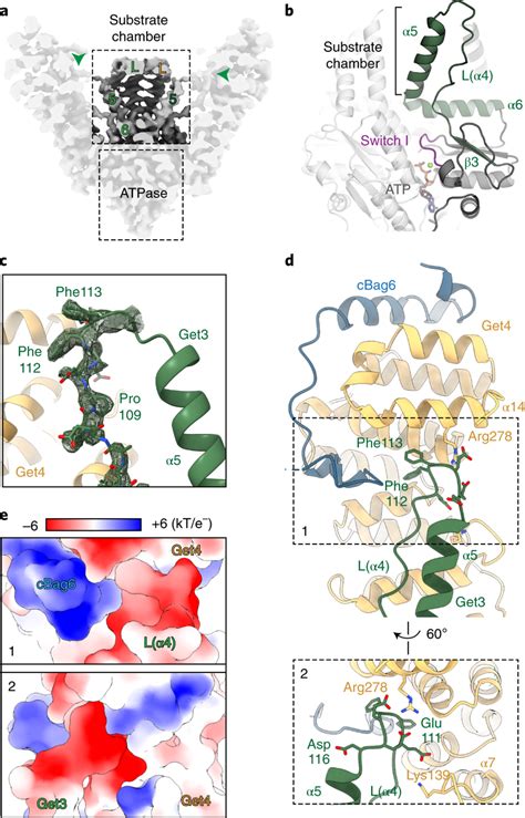 Get4 Primes Get3 For Ta Protein Loading A Clipped View Of The Download Scientific Diagram