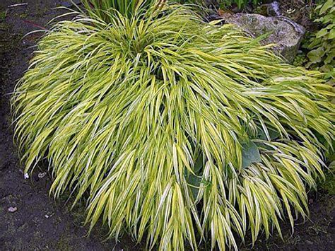 Golden Japanese Forest Grass Hakonechloa Aureola Shade Lover 4
