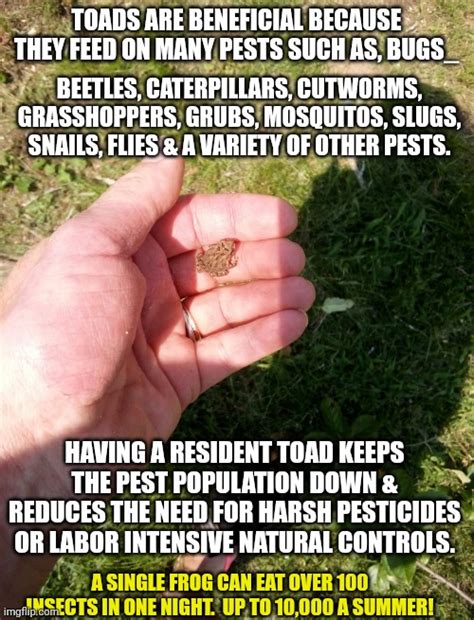 Toads Blank Template Imgflip
