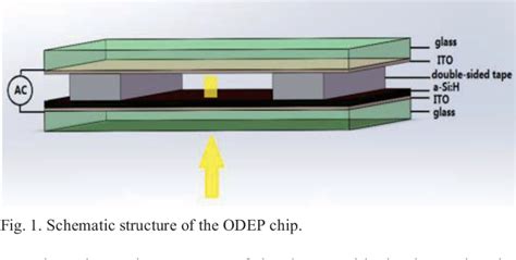 Figure 1 From Dna Network Construction By Optically Induced