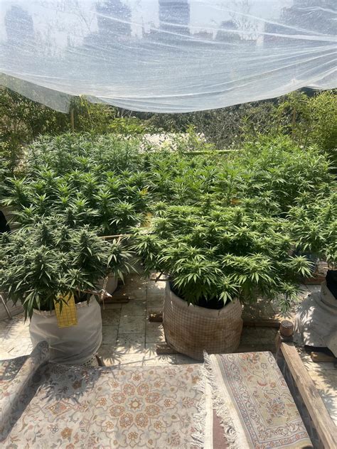 Can Unknown Brand 6 Mm Clear Plastic Diffuse To Much Sunlight Grow