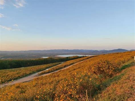 เที่ยวลำปาง ชมวิวสวยๆ ของทุ่งบัวตองและบรรยากาศดีๆ ที่เหมืองแม่เมาะ