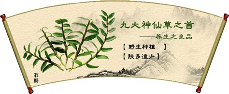 九大仙草之首 仙草 仙草 大山谷图库