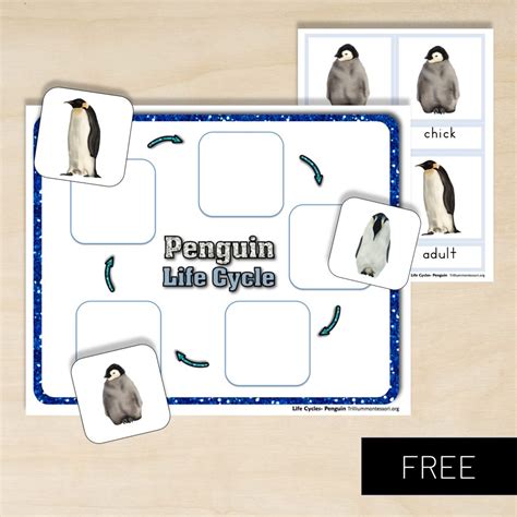 Penguin Life Cycle Set Of Penguin Life Cycle Pictures On Animal