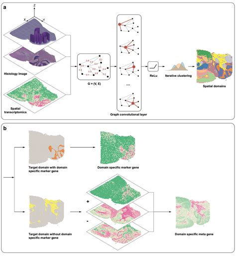 Integration Of Spatial Transcriptomics And Histology Images By Joey Xy Medium