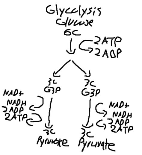 Glycolysis Epuzzle Photo Puzzle