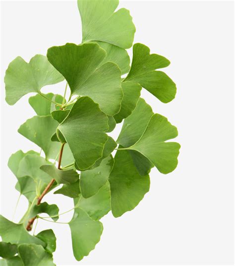 Ginkgo Biloba Leaf Extract Gundry Md®