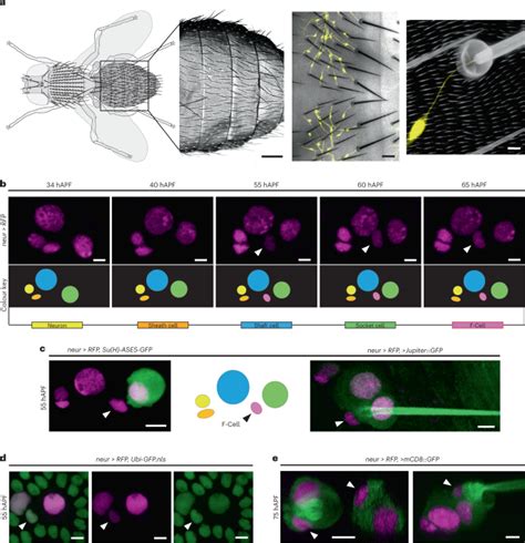 表皮细胞的共选可实现触摸感应nature Cell Biology X Mol