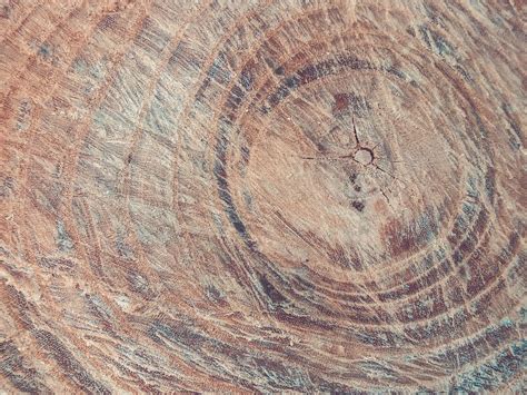 Grunge Tree Stump Free Photo On Pixabay Pixabay