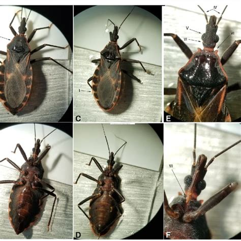 Pdf Identification And Characterization Of The Causative Triatomine