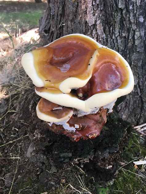 Ganoderma Sp Found Today In Northern California Mycology