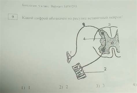 Какой цифрой обозначен на рисунке вставочный нейрон Школьные Знания Com