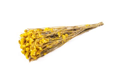 Statice Sinuata Yellow Linos Webshop