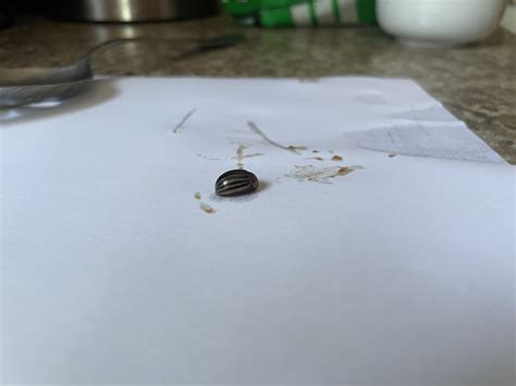 Bug Found In Stir Fry Mix Rbugidentification