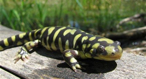 Developing Near California Tiger Salamander Habitat