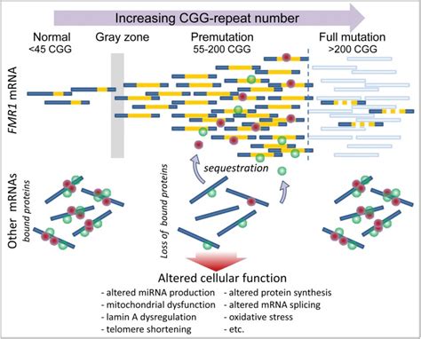 Fmr1 Mrna Levels Increase With Increasing Cgg Repeat Length Gold Download Scientific Diagram