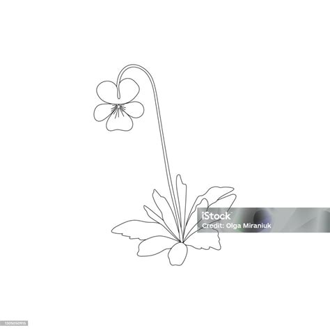 벡터 라인 손 필드 바이올렛 또는 비올라 식물그림 미니멀 한 꽃과 허브 로고 디자인 문신 엽서용 와일드플라워 개화기에 대한 스톡 벡터 아트 및 기타 이미지 Istock