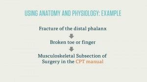 CPC Exam Male And Female Genital System
