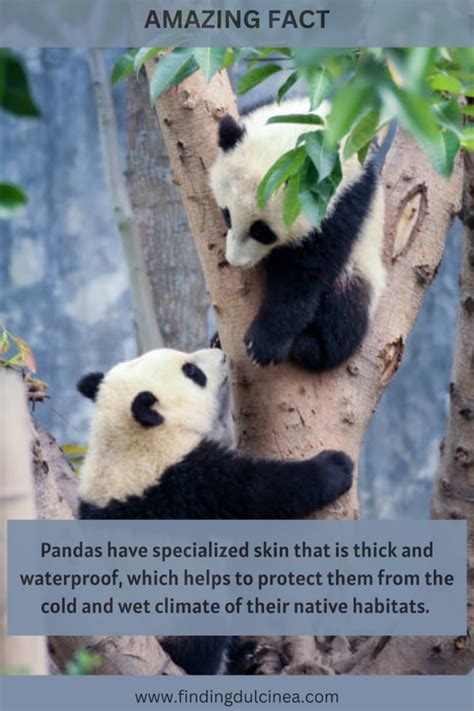 30 Fun And Adorable Panda Facts Youll Love