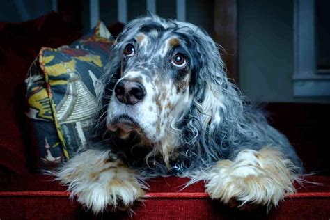 Do English Cocker Spaniel Like To Cuddle