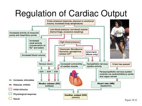 PPT Cardiac Physiology PowerPoint Presentation ID 226486